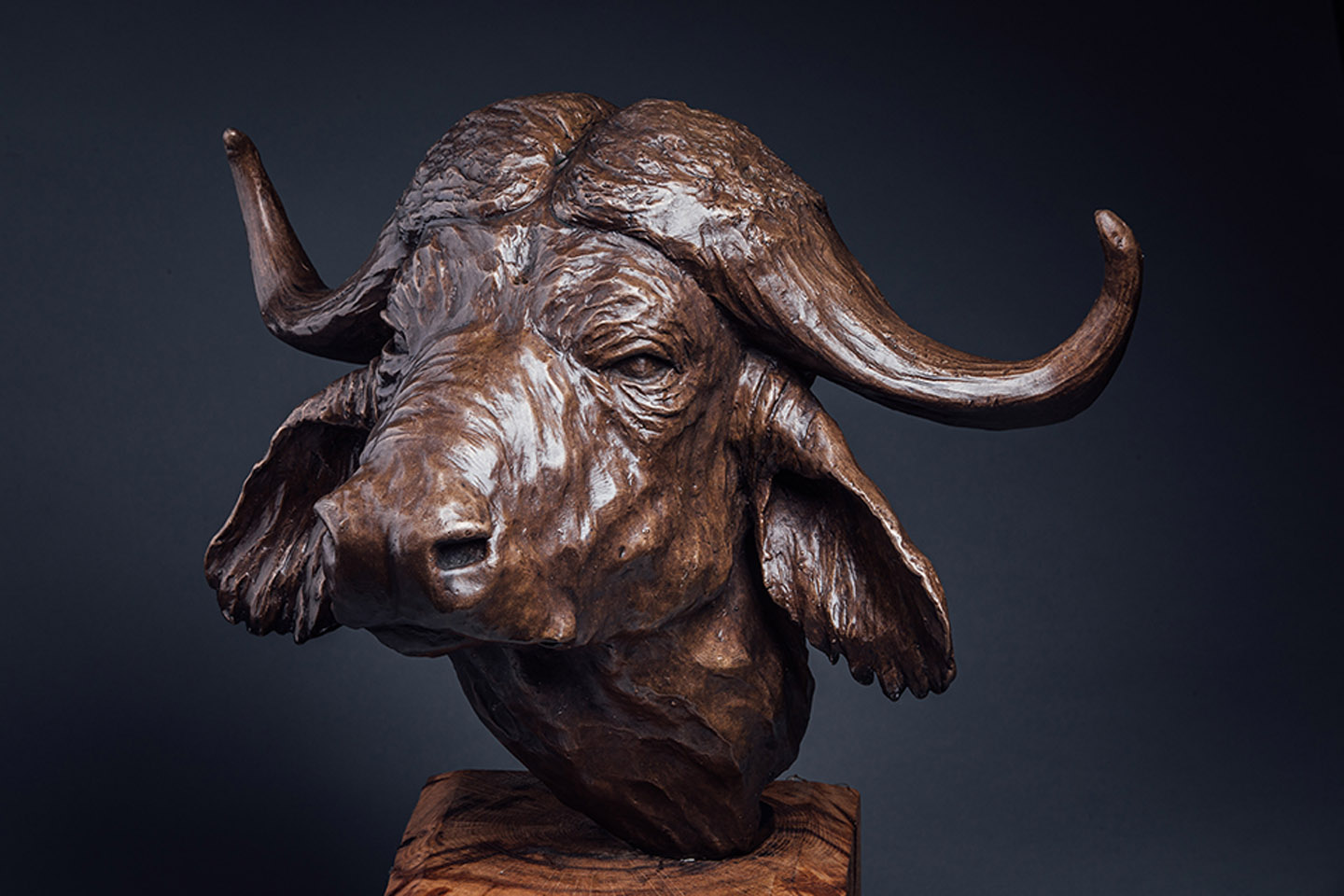 Buffalo Head – Sally Amoore